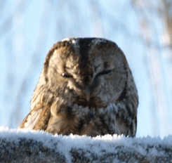 Python The Difference Between Sys Stdout Write And Print Stack