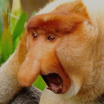 Android Studio Cannot Find Chrome Try Setting Chrome Executable To A