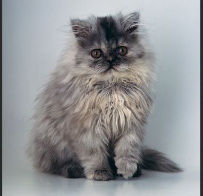 Python How To Get The Pythonpath In Shell Stack Overflow