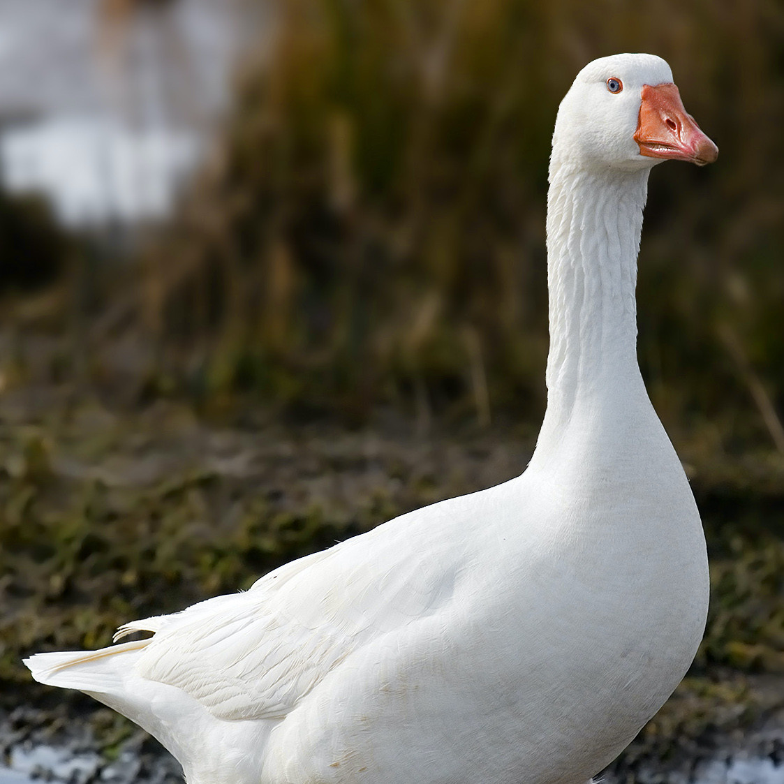 Compression How To Create Full Compressed Tar File Using Python