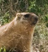 Ubuntu Sudden Docker Error About Client Api Version Stack Overflow