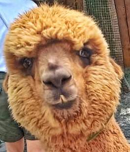 How To Convert Sqlalchemy Row Object To A Python Dict Stack Overflow