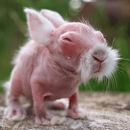 Javascript Copy Array Items Into Another Array Stack Overflow