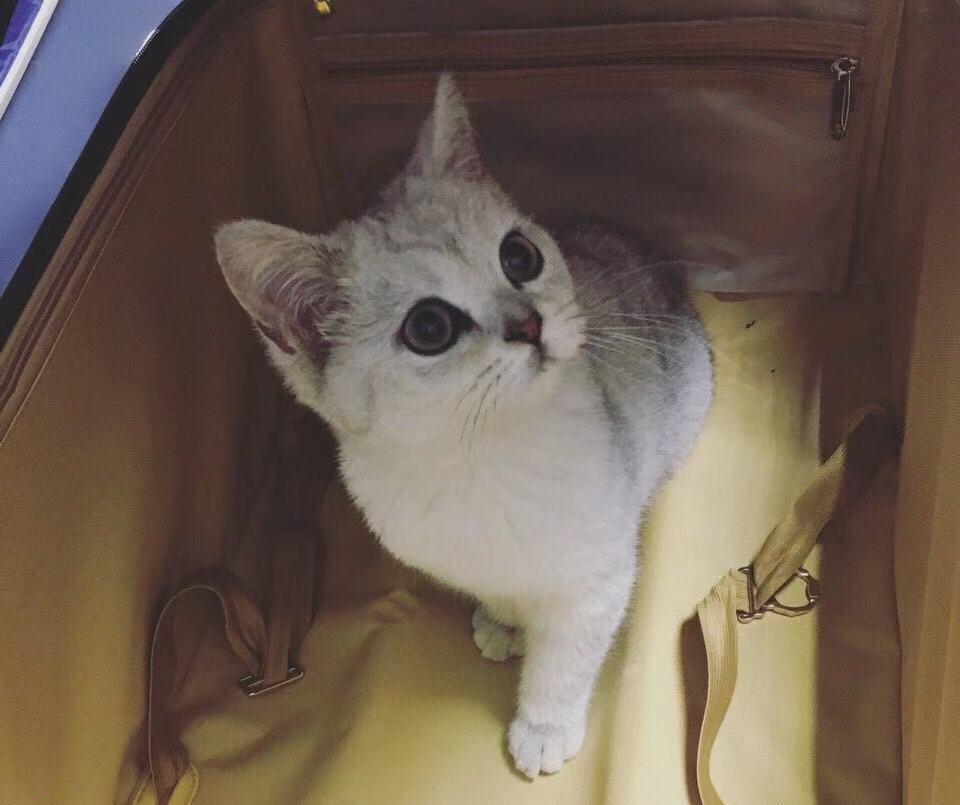 Python Numpy Array Initialization Fill With Identical Values