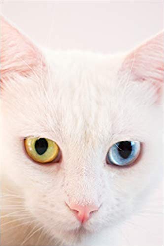 Python Bulk Insert A Pandas Dataframe Using Sqlalchemy Stack Overflow