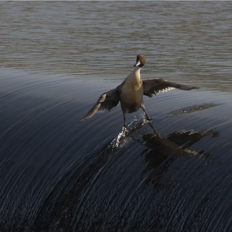 Version Control Maintain Git Repo Inside Another Git Repo Stack