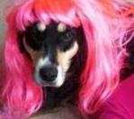 Javascript Materialize Modal Not Working Stack Overflow