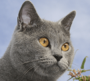 Java Could Not Initialize Plugin Interface Org Mockito Plugins