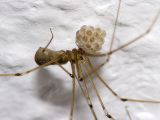 Home How Do I Remove A Daddy Long Legs Egg Sac Without Breaking It