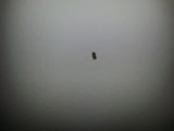 Entomology Bug Identification Is This Small Tubular Black Bug A Bed
