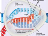 Making Sense Out Of The Visual Representation Of Transcription