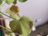 Flowers Pelargonium Rapidly Losing Leaves After Sunburn Gardening