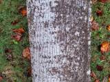 Identifying Oak Trees By Bark