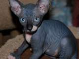 Zoology Are There Cats With Black Skin Biology Stack Exchange