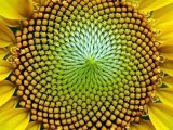 Image Processing Fibonacci Spiral In Sunflower Mathematica Stack