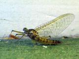 Entomology Flying Insect Identification Biology Stack Exchange