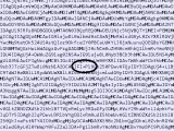 Base64 Encoded String Differs In Perl And Java Stack Overflow