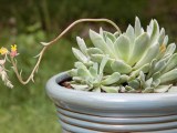 Succulent Identification Gardening Landscaping Stack Exchange