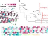Bioinformatics How To Do Multiple Sequence Alignment Biology Stack