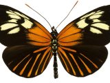 Can I Create A Butterfly Animation Effect With Translate3d Css Or