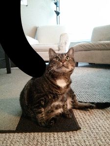 Adding Logo To A Cat Image In Python Stack Overflow - Best Minimal Wallpapers in Retina