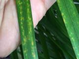 Help Identifying Pest On Indoor Palm Gardening Landscaping Stack