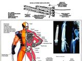 Marvel How Exactly Do Wolverine S Claws Come Out Science Fiction