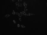 Python How To Do A Z Projection Like In Imagej Using Numpy Arrays
