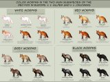 Zoology What Species Of Fox Is This Biology Stack Exchange