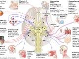 Neuroanatomy A Request For An Overview Of The Cranial Nerves
