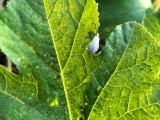 Pests Insect Identification Gardening Landscaping Stack Exchange