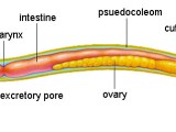 Anatomy Do Nematodes Have Organ Level Organisation Biology Stack