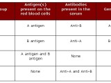 Immunology Why Can Blood Group O Be Given To All Blood Groups