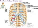 Human Anatomy Is The 6th Rib Attached To 7th Rib And 7th Rib To 8th