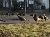Animal Behaviour Why Are These Turkeys Circling A Dead Cat The