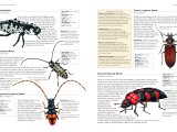 Illustrated Encyclopedia Template Tex Latex Stack Exchange