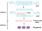 Biochemistry Dna Base Pair Heading Biology Stack Exchange