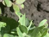 Pea Pest Identification Gardening Landscaping Stack Exchange