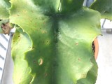 Succulent Disease Identification Kalanchoe Beharensis Gardening
