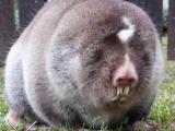 Zoology The Biggest Underground Living Animal Biology Stack Exchange