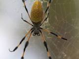 Spider Species Identification Biology Stack Exchange