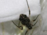 Entomology Insect Identification Request Biology Stack Exchange