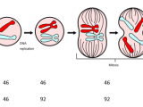 Basic Understanding Of Cell Cycle Mitosis Phase Echemi