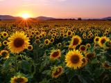 Botany Which One Is True About Sunflowers Follow The Sun Across The