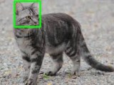 Linux Opencv Detecting Cat With Specific Color Trivial Stack