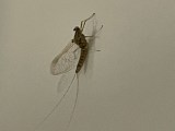 Entomology Flying Insect Identification Biology Stack Exchange