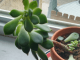 Identification Identify This Succulent Echevaria Gardening