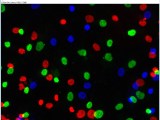 Image Processing Creating A Tiff Stack From Individual Tiffs In