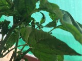 White Insect Attack On Pepper Plant Gardening Landscaping Stack