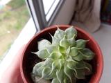 Succulent Identification Gardening Landscaping Stack Exchange